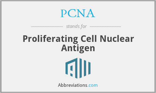 What does PCNA stand for?
