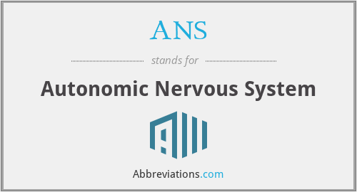 What does ANS stand for?