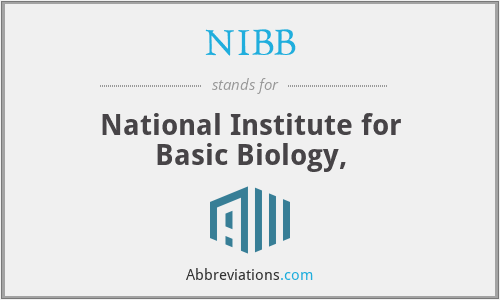 What does NIBB stand for?