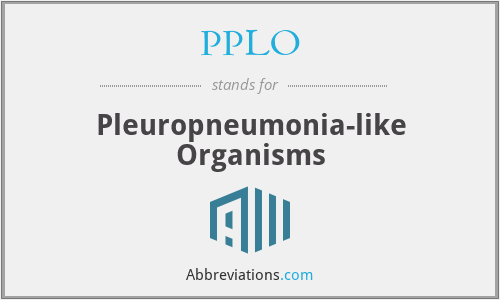 What does PPLO stand for?
