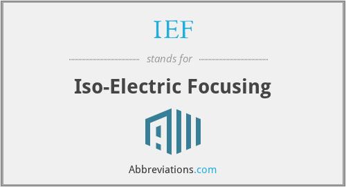 What does IEF stand for?