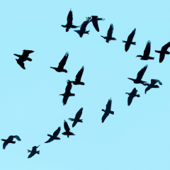 Wild Geese by Mary Oliver