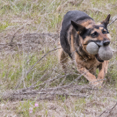 Ellie the Shepherd by Robin Loving